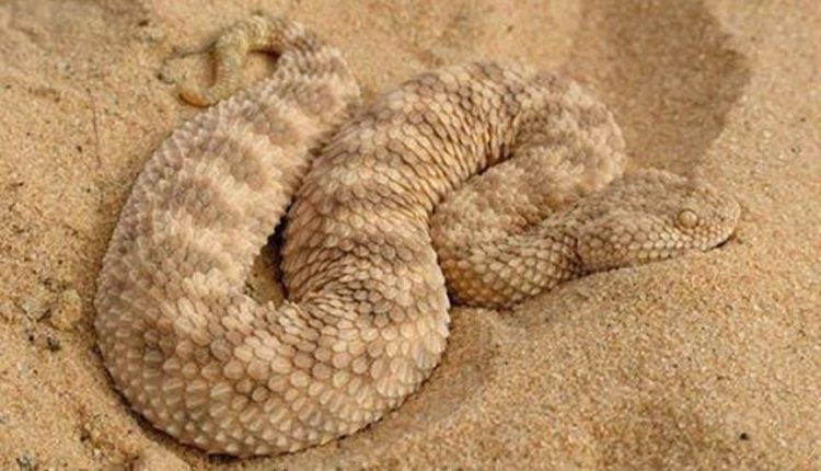 Desert snakes kill 8 Saudi army mercenaries – Yemen Press Agency