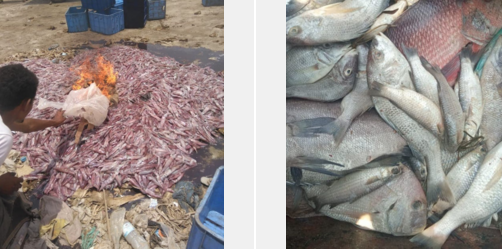 Over 24,000 kg of expired fish, marine life destroyed – Yemen Press Agency